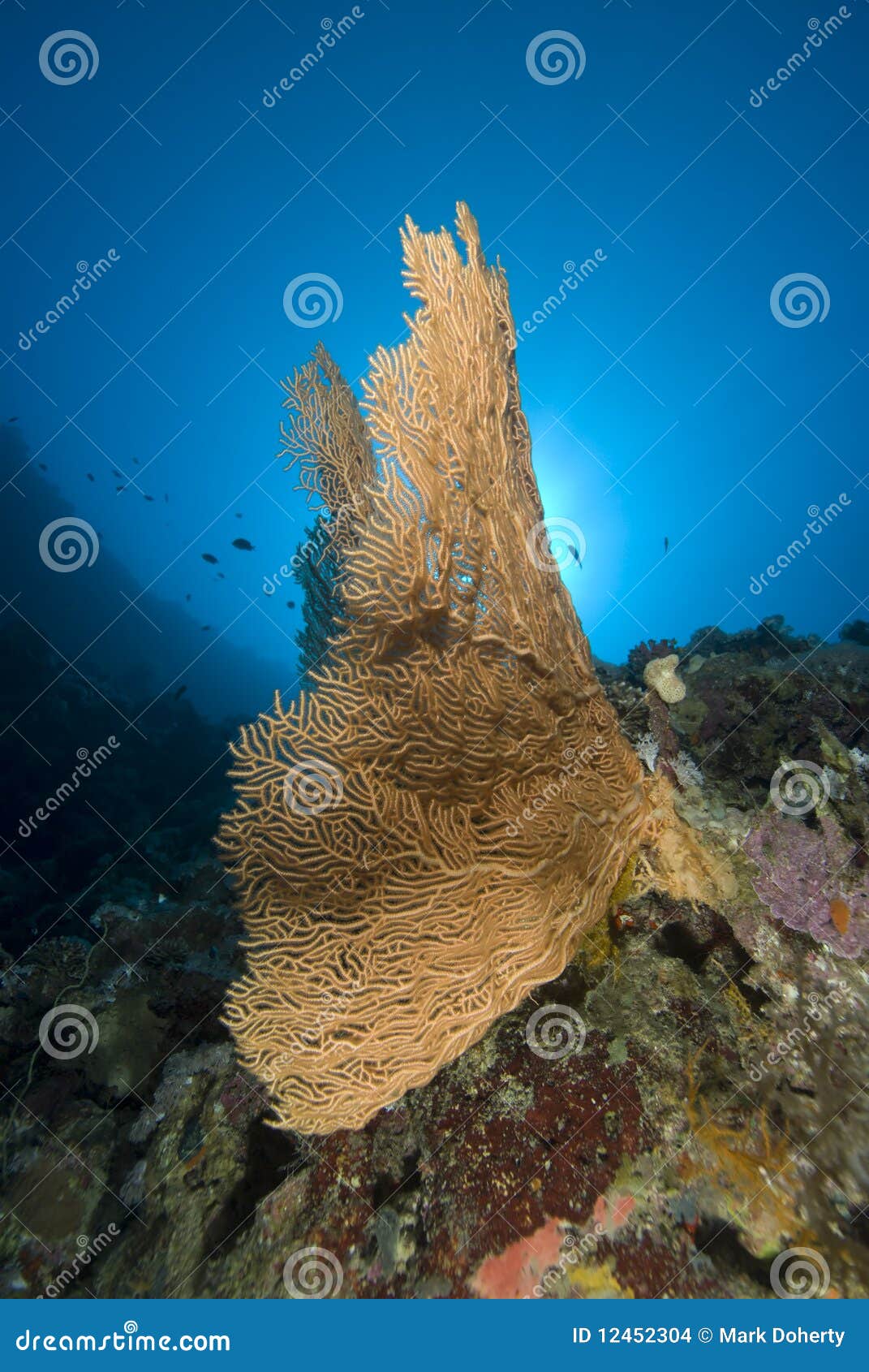 Side view of Fan coral. stock photo. Image of reef, blue - 12452304