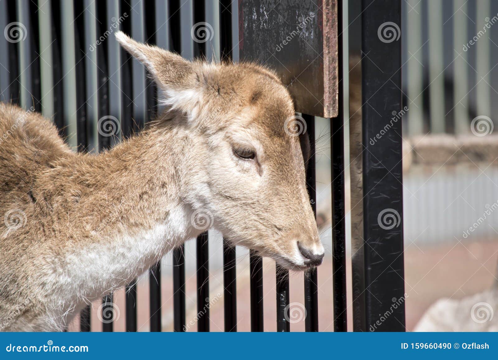 This is a Close Up of a Fawn Stock Photo - Image of deer, buck: 159660490