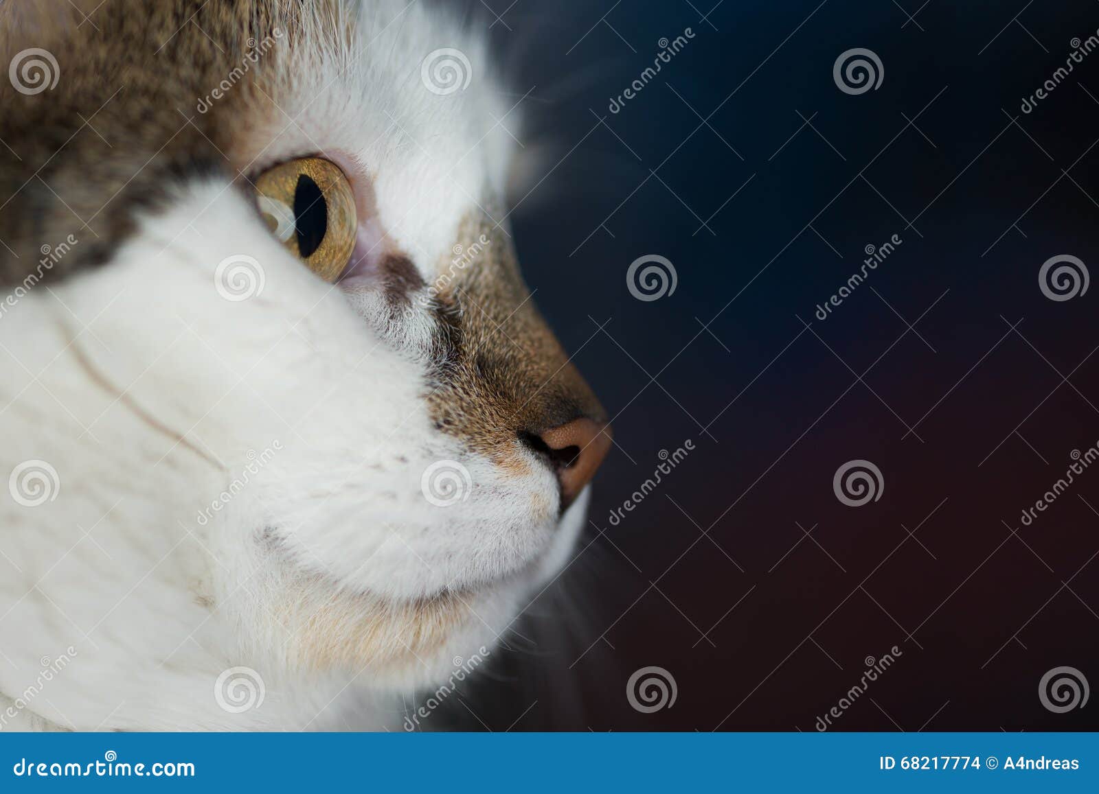 Side View of Female Cat Head with Copy Space Stock Photo - Image of ...