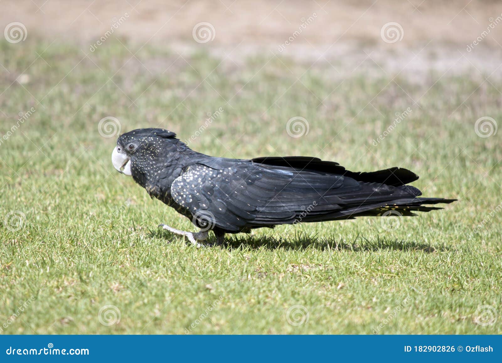 This is a Side View of a Female Red Tailed Black Cockatoo Stock Photo ...