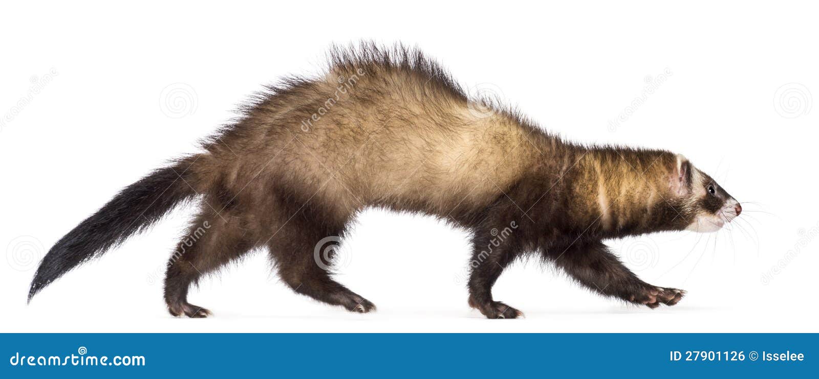 Side View of Ferret, 7 Months Old, Walking Stock Photo - Image of ...