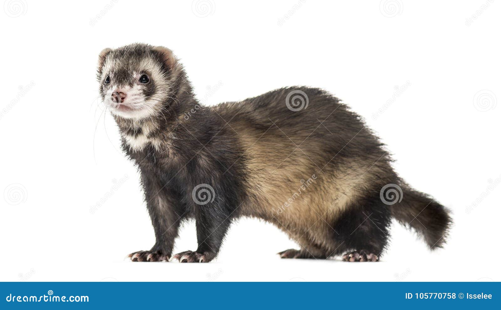 Side view of a Ferret stock photo. Image of mammal, ferret - 105770758