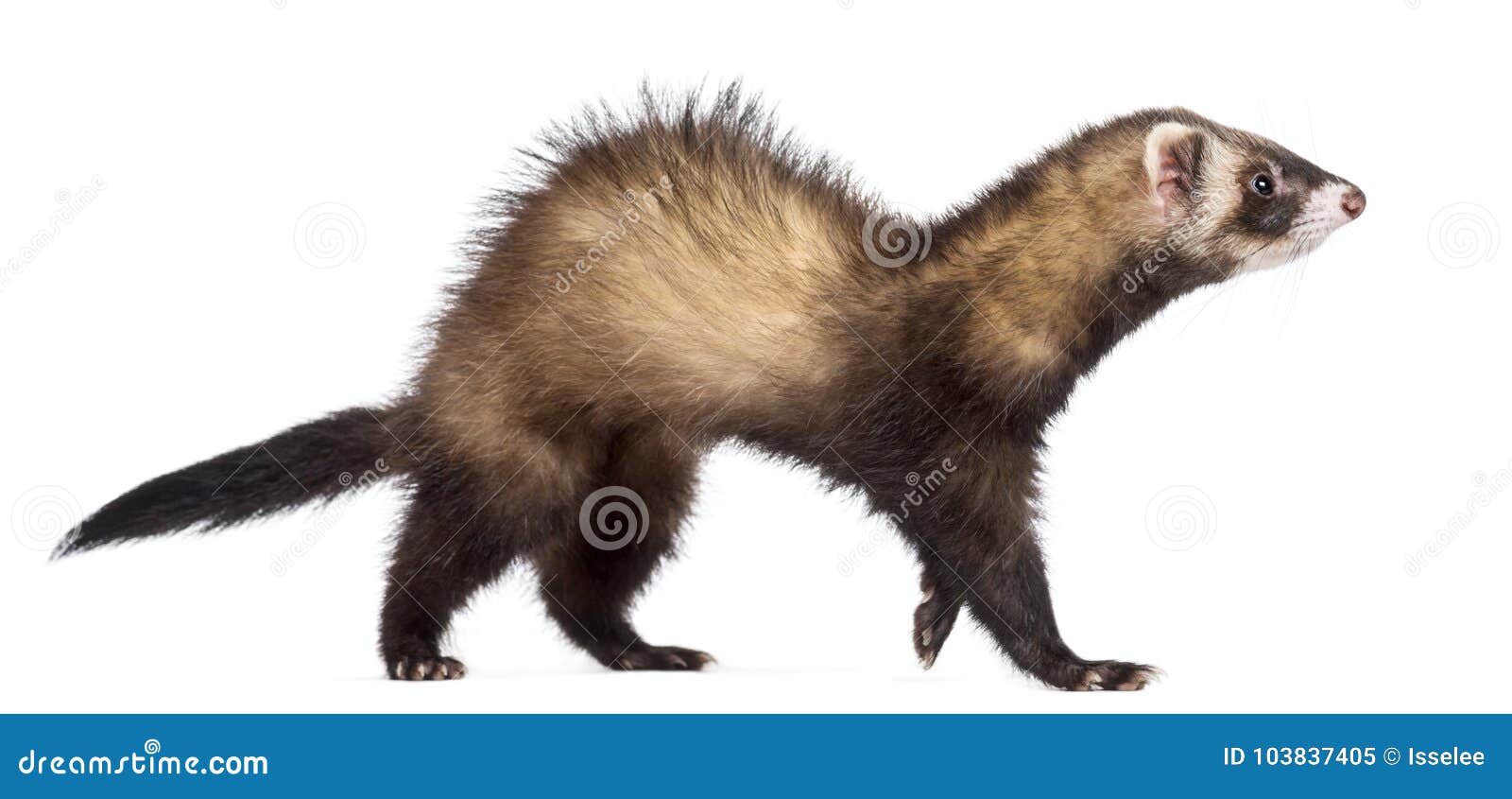 Side View of Ferret, 7 Months Old, Walking Against White Background ...