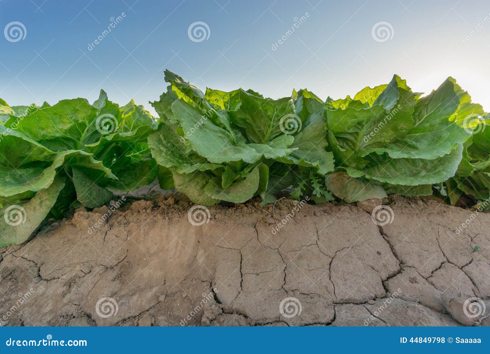 Side View of the First Row in Lettuce Plantation Stock Photo - Image of ...