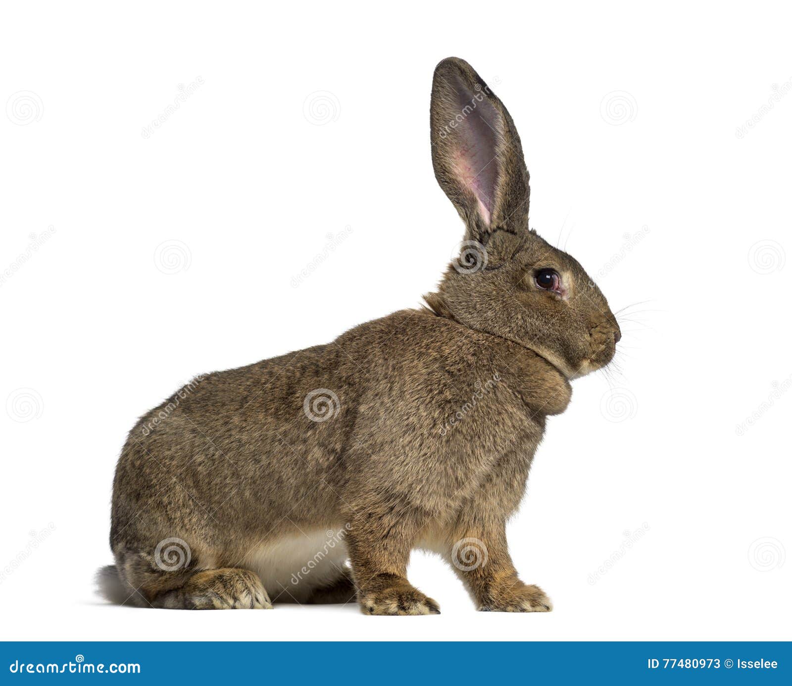 Flemish Giant Rabbit Royalty-Free Stock Image | CartoonDealer.com ...
