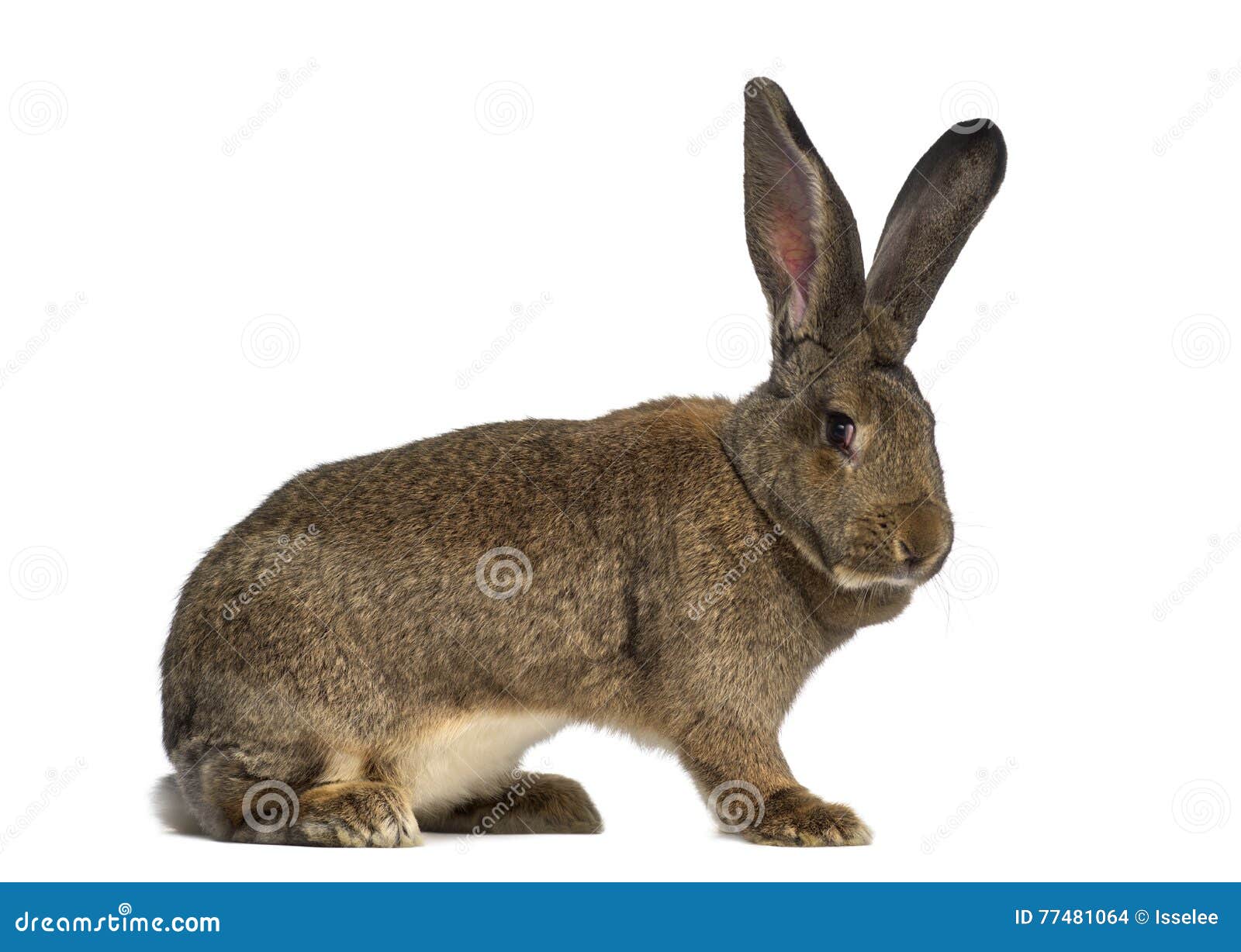 Side View of a Flemish Giant Rabbit Stock Photo - Image of mammal ...