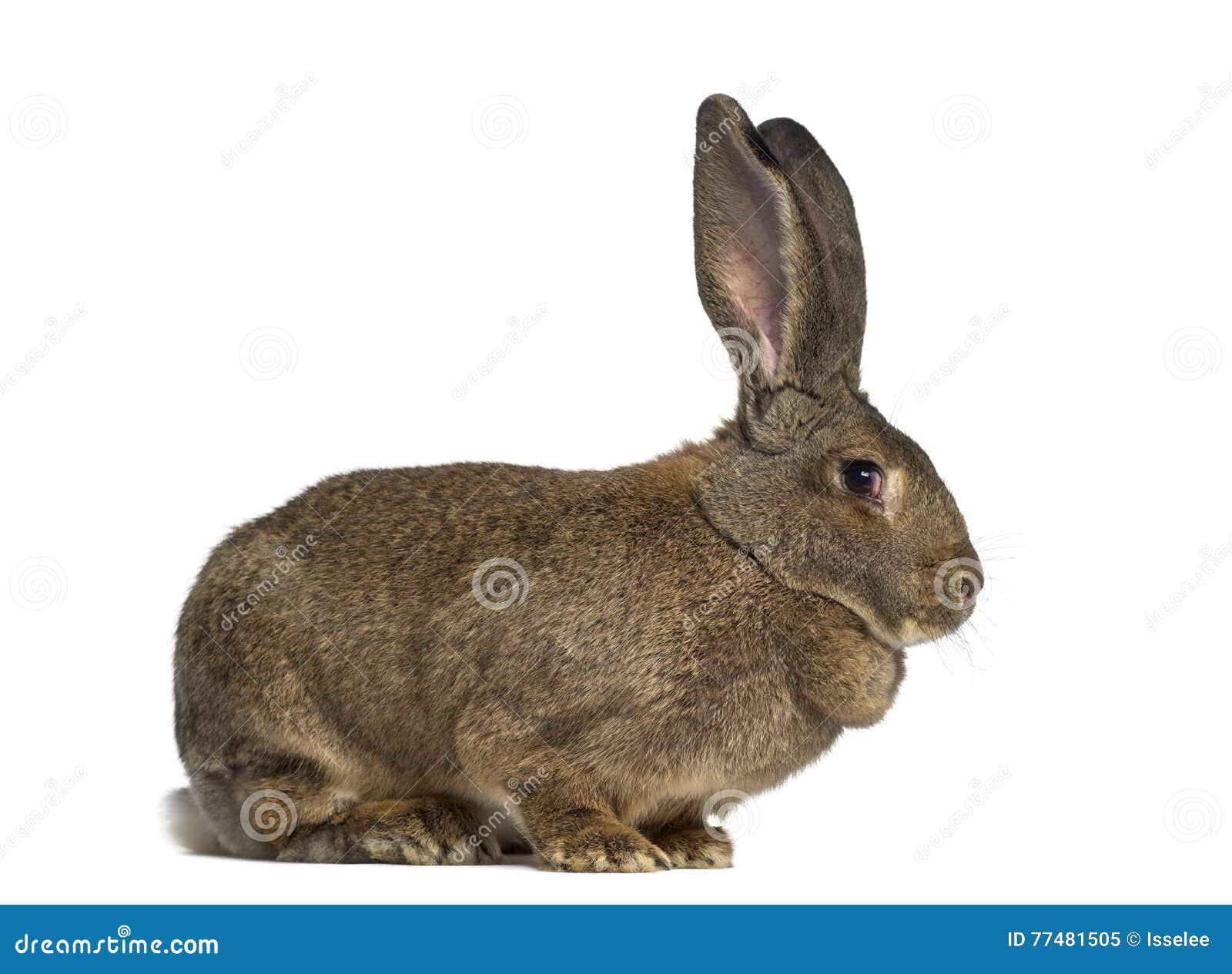 Side View of a Flemish Giant Rabbit Stock Image - Image of flanders ...