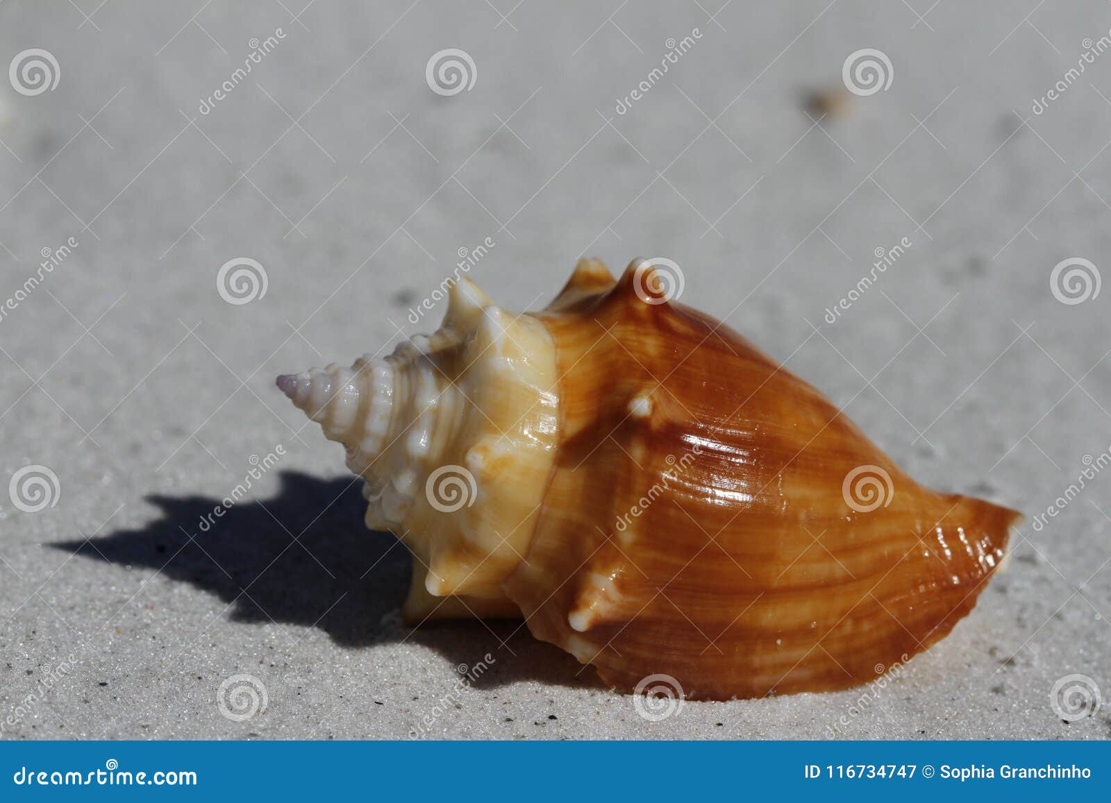 Big Conch Of Strombus Bobonius Front View On White Background Stock ...