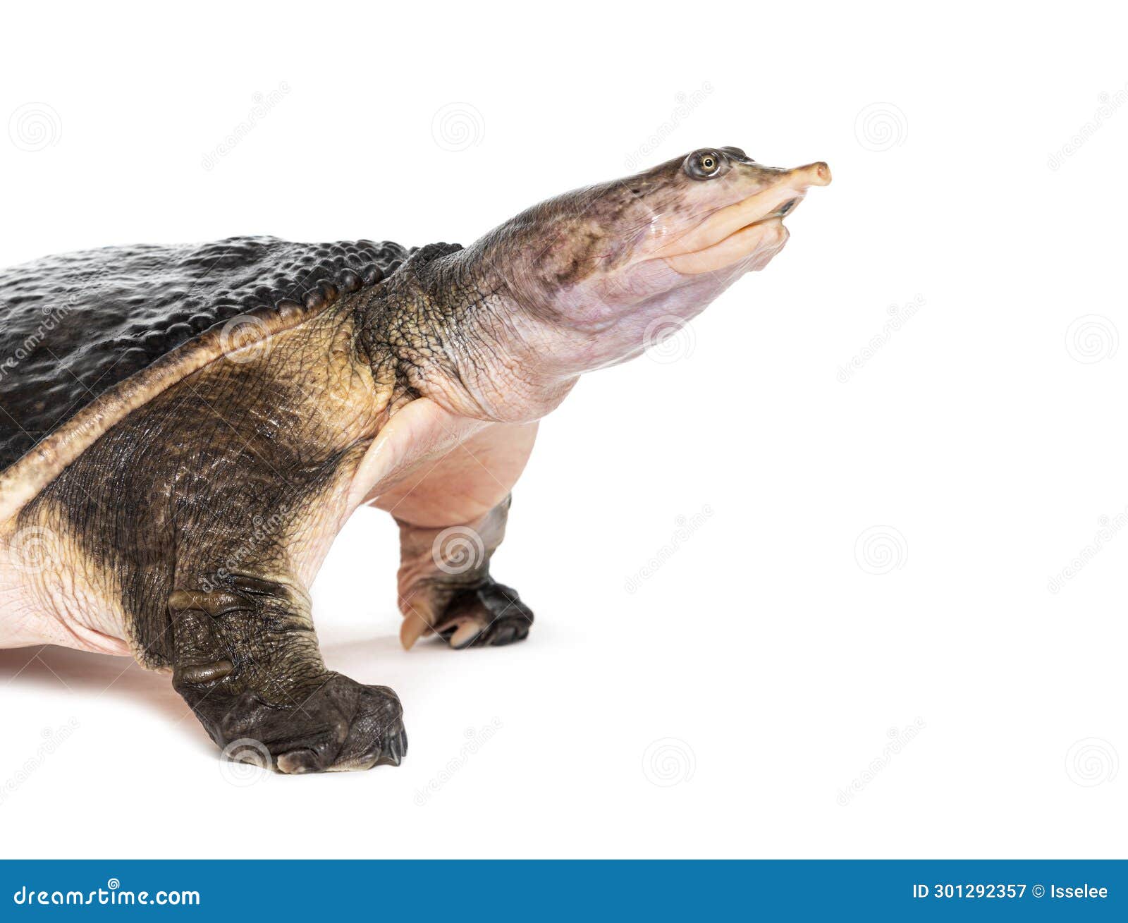 Side View of a Florida Softshell Turtle, Apalone Ferox, Isolated on ...