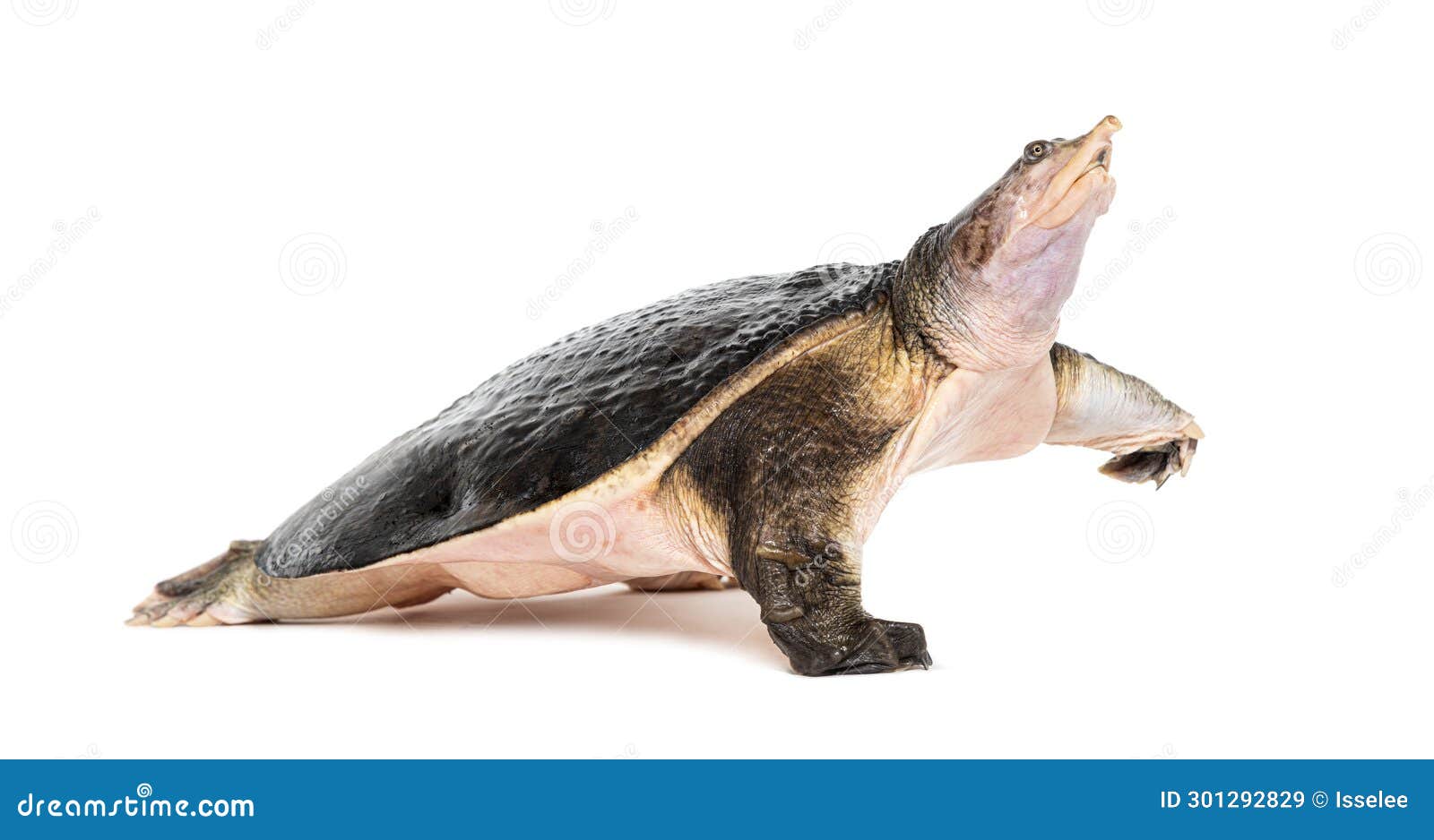 Side View of a Florida Softshell Turtle Walking Away, Apalone Ferox ...