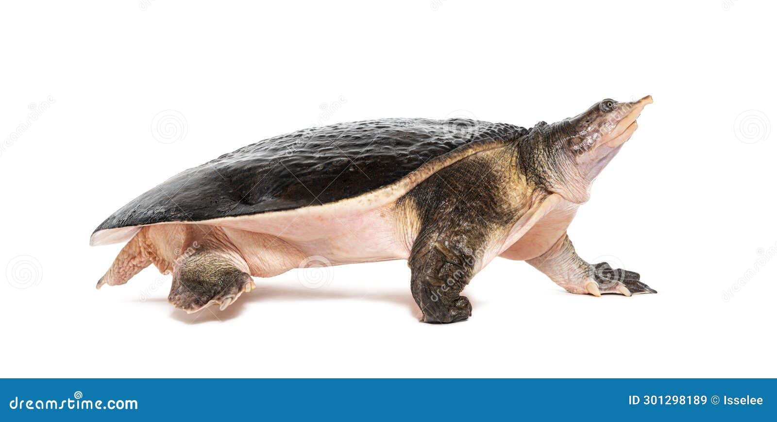 Side View of a Florida Softshell Turtle Walking Away, Apalone Ferox ...