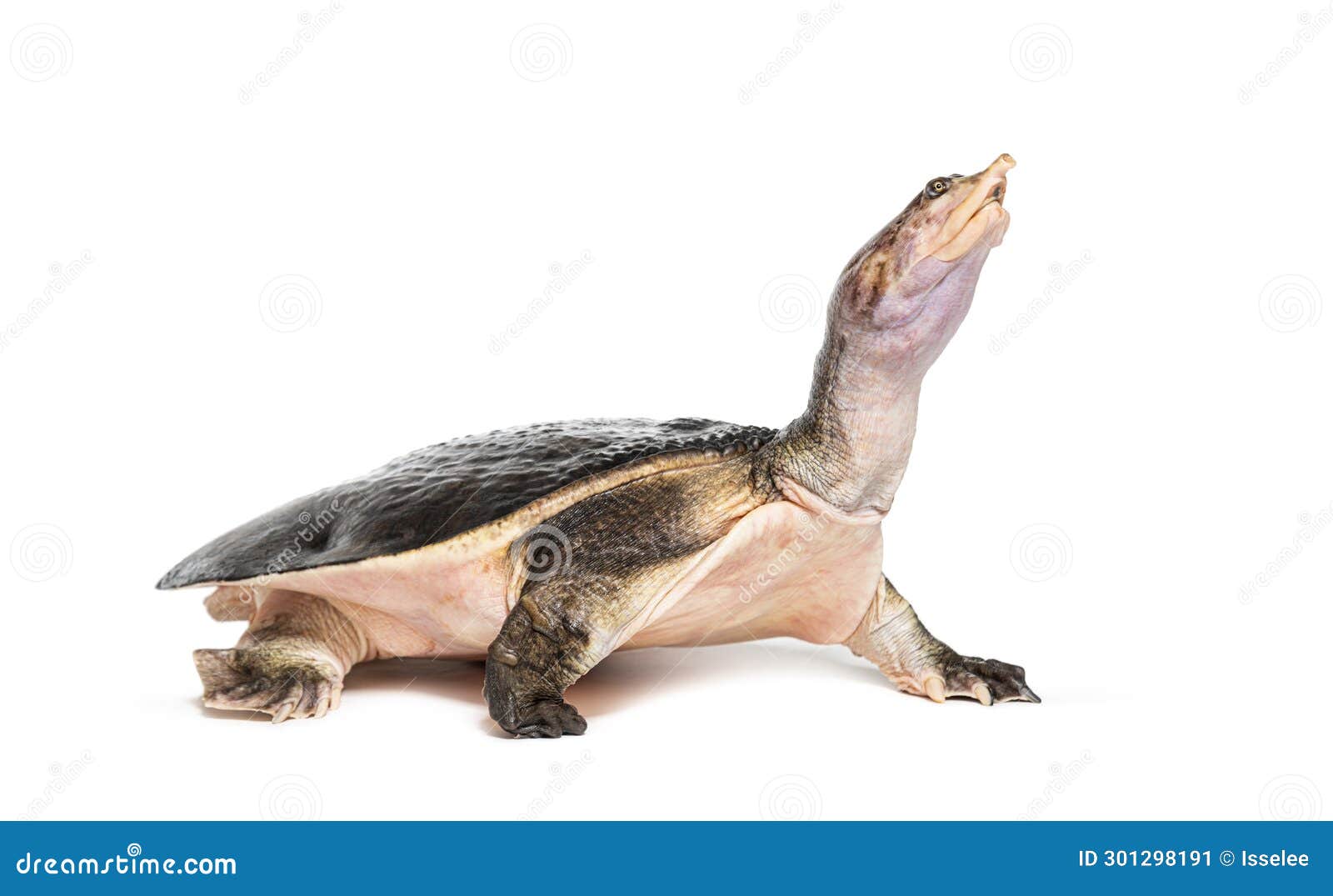 Side View of a Florida Softshell Turtle Walking Away, Apalone Ferox ...