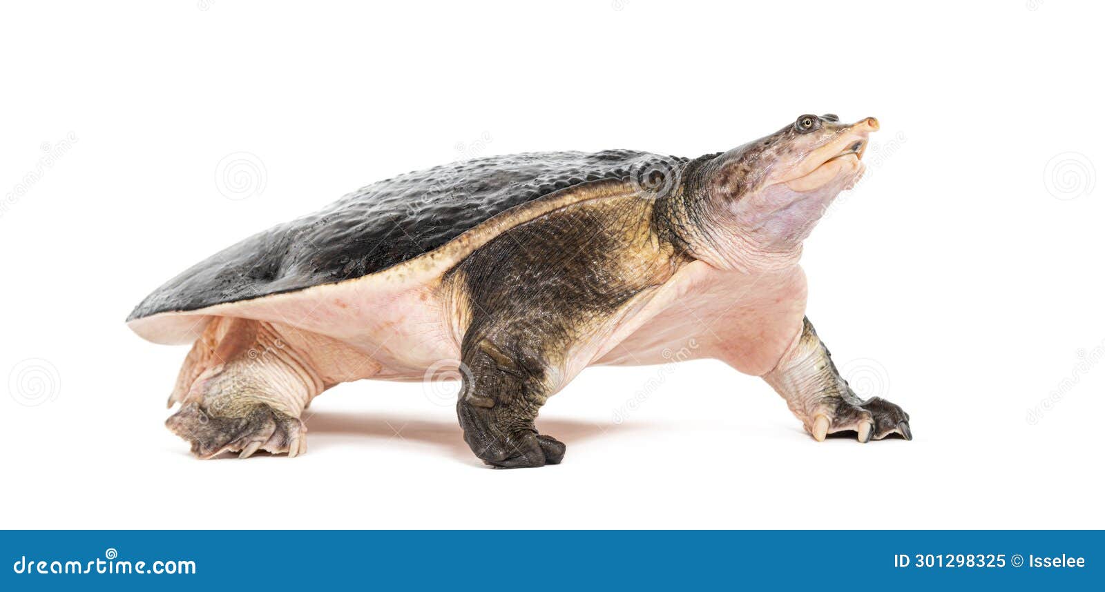 Side View of a Florida Softshell Turtle Walking Away, Apalone Ferox ...