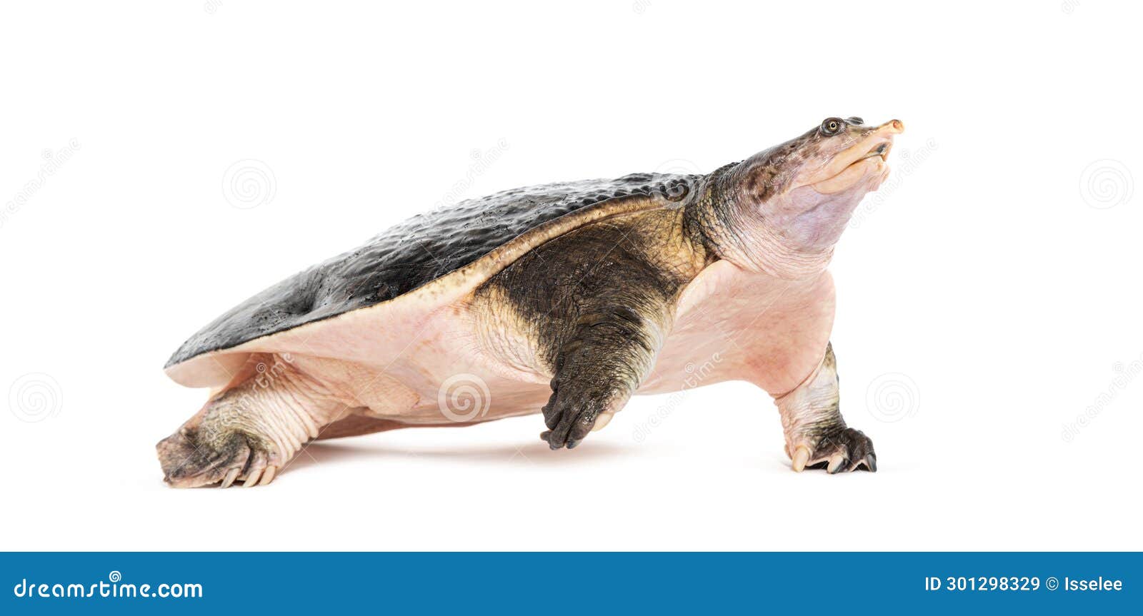 Side View of a Florida Softshell Turtle Walking Away, Apalone Ferox ...