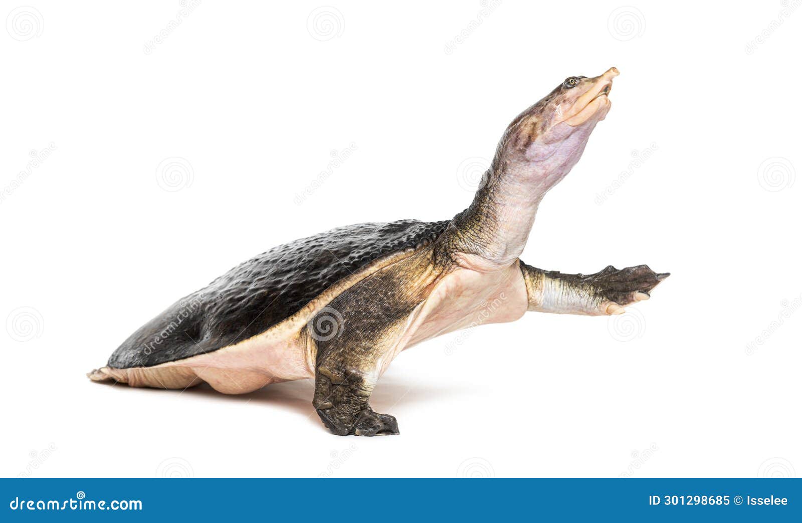 Side View of a Florida Softshell Turtle Walking Away, Apalone Ferox ...