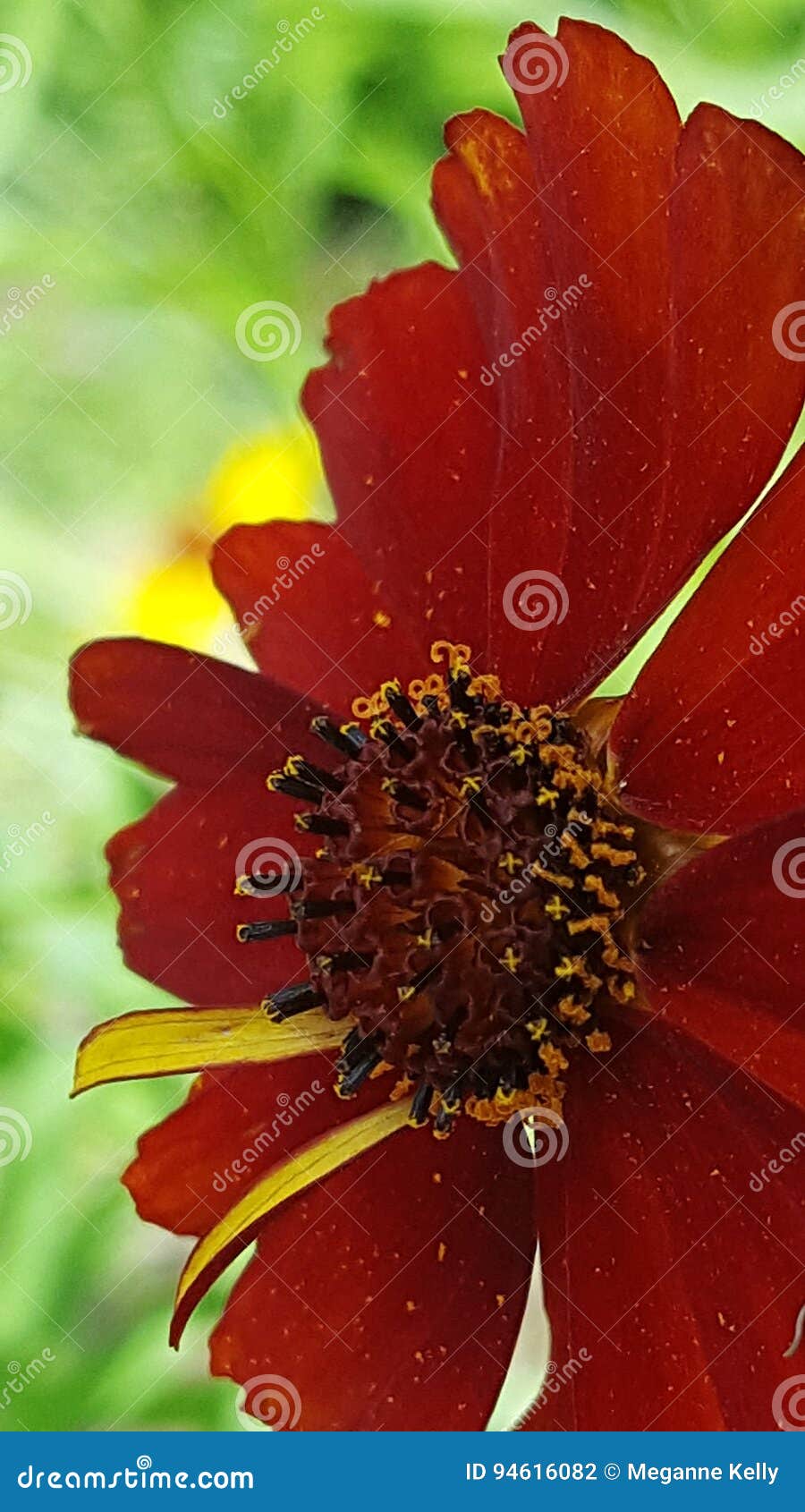 Side view flower stock photo. Image of garden, flower - 94616082