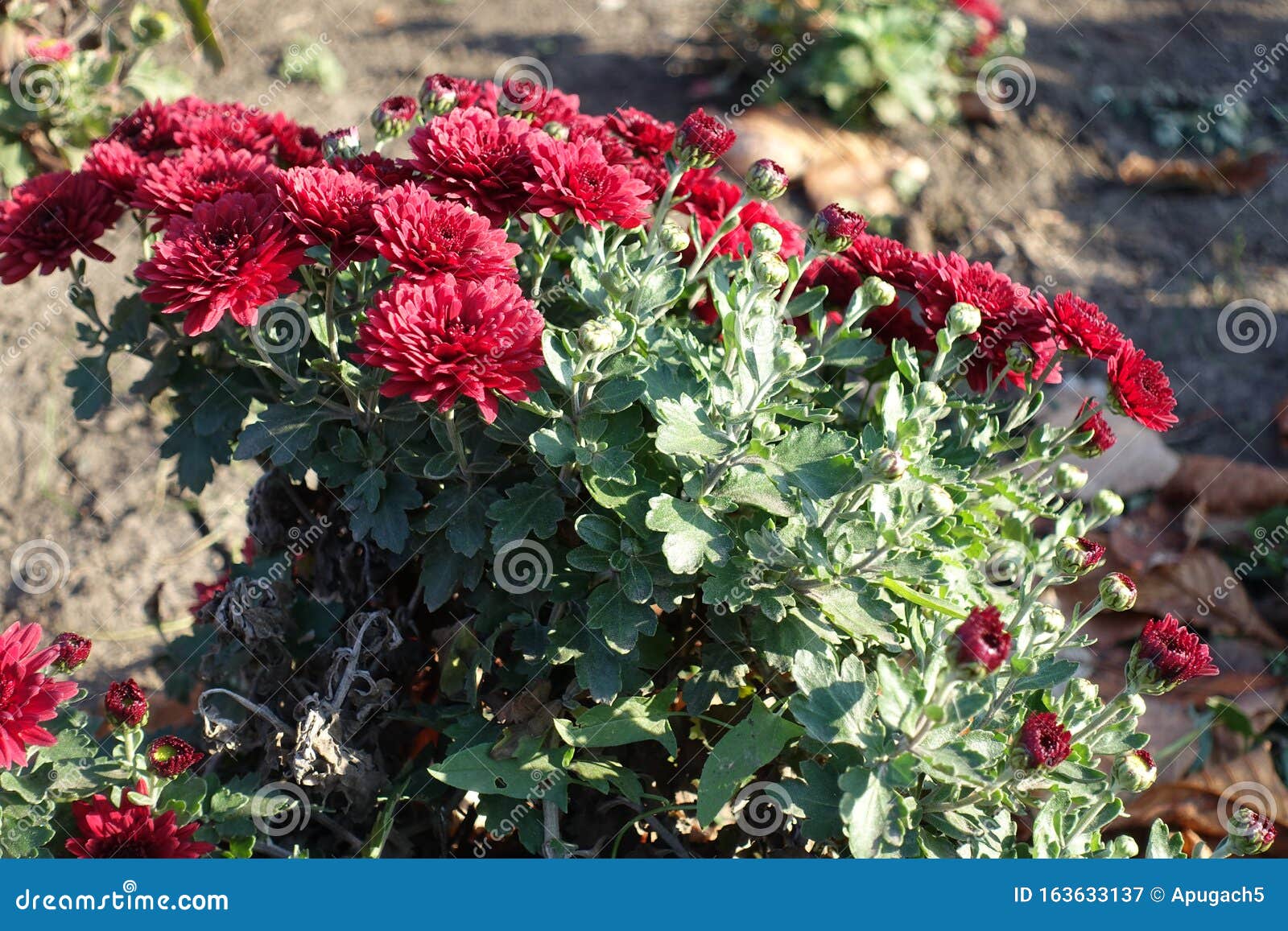 Side View of Flowering Bush of Red Chrysanthemum Stock Image - Image of ...