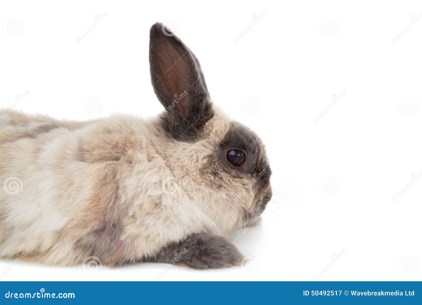 Side view of fluffy rabbit stock image. Image of furry - 50492517