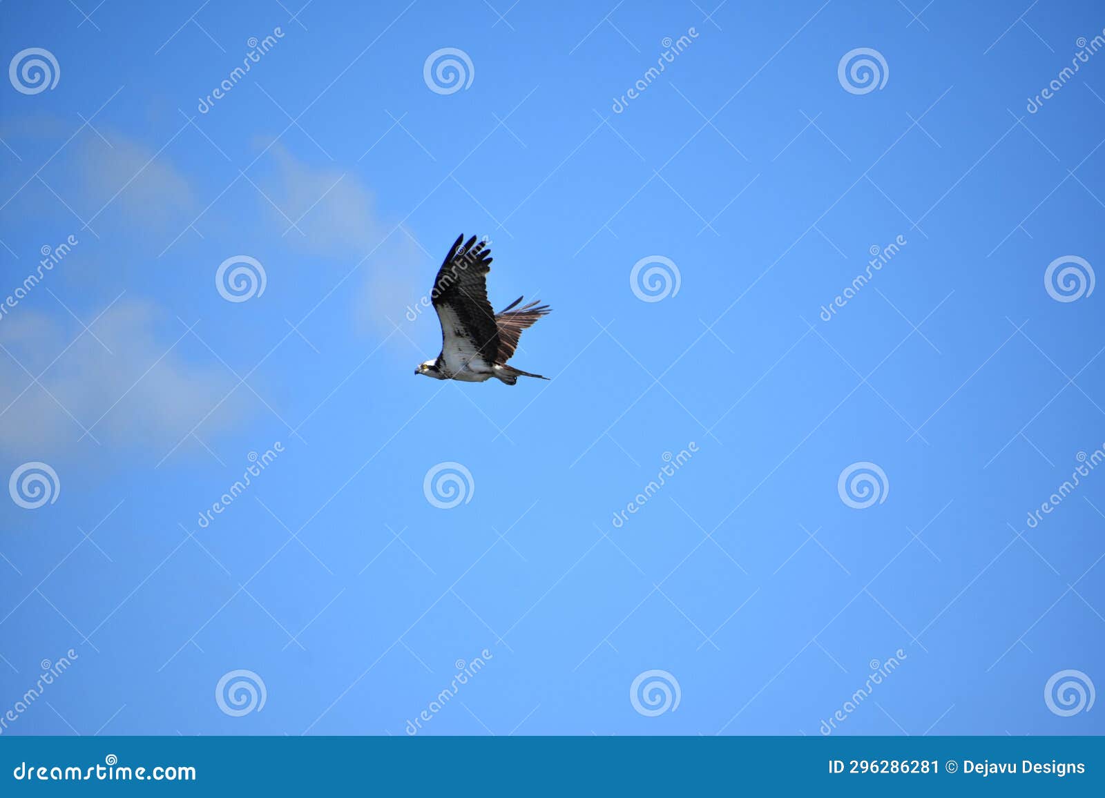 Side View of a Flying Osprey Bird Stock Image - Image of raptor ...