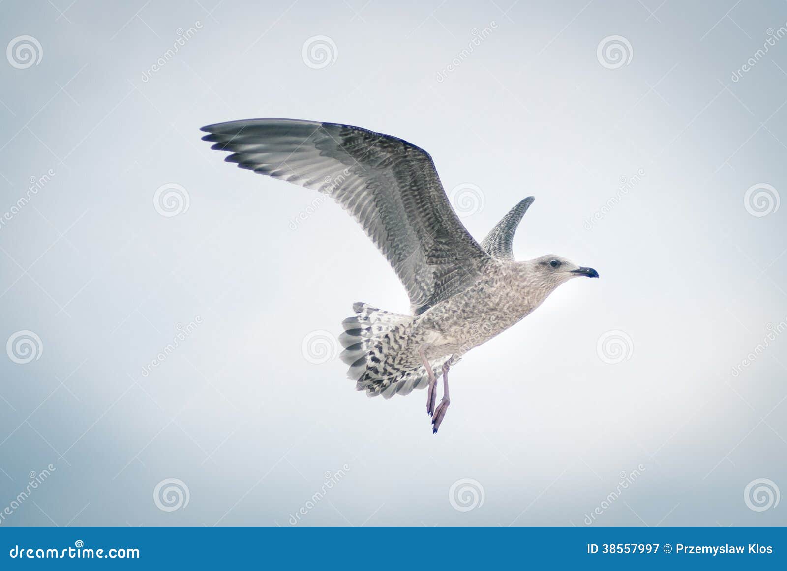 Side View of Flying Seagull Stock Image - Image of peaceful, feather ...
