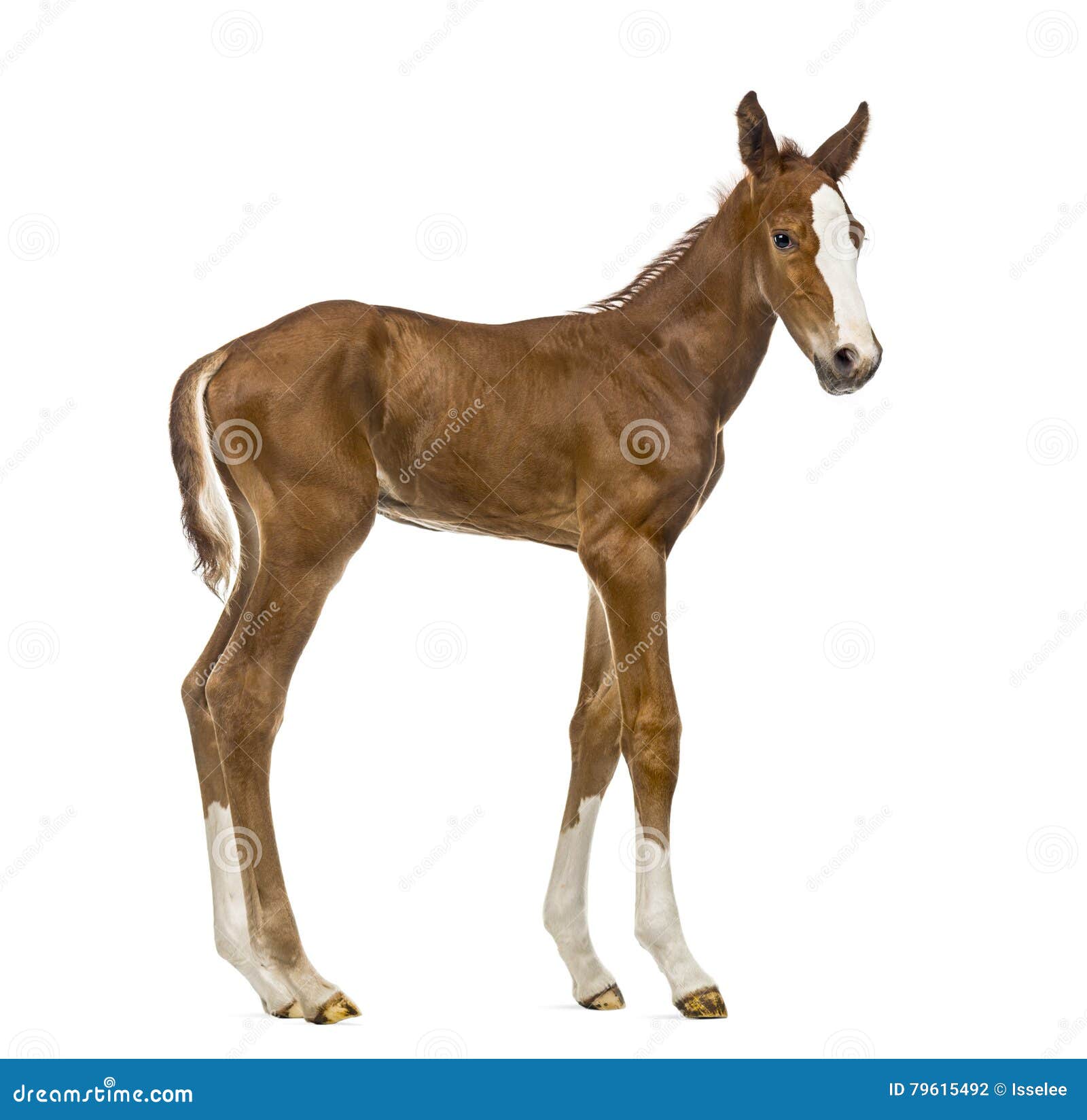 Side view of a foal stock photo. Image of white, horse - 79615492