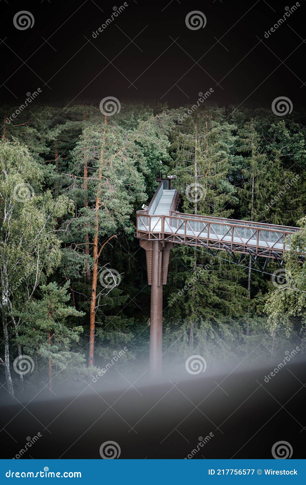 Side View of a Footbridge through Tall Lush Pine Trees in the Forest ...