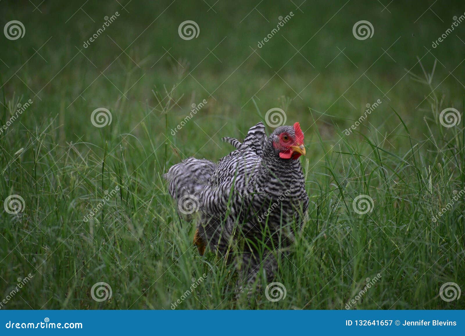 Black and White Chicken Rooster Free Ranging Side View Stock Image ...
