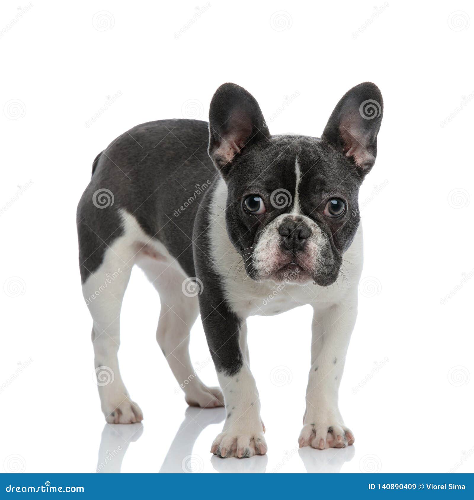 Side View of a French Bulldog Standing Stock Image - Image of ...