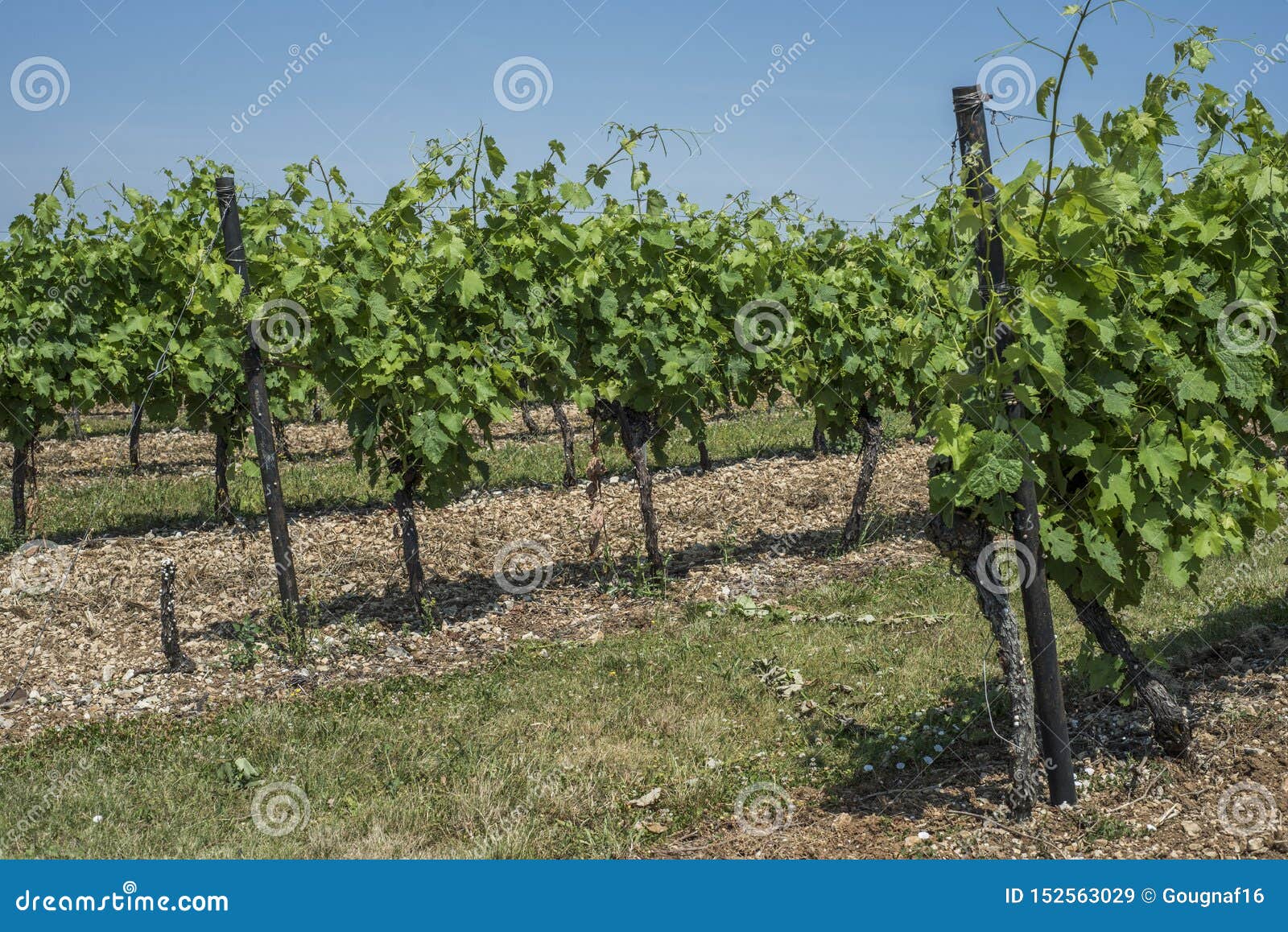 Side View of a French Vineyard Alleys Stock Image - Image of autumn ...
