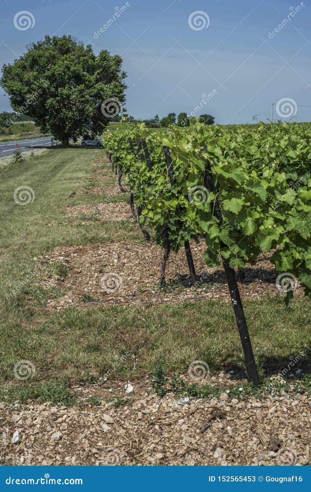 Side View of a French Vineyard Alleys and Tree in the Background Stock ...