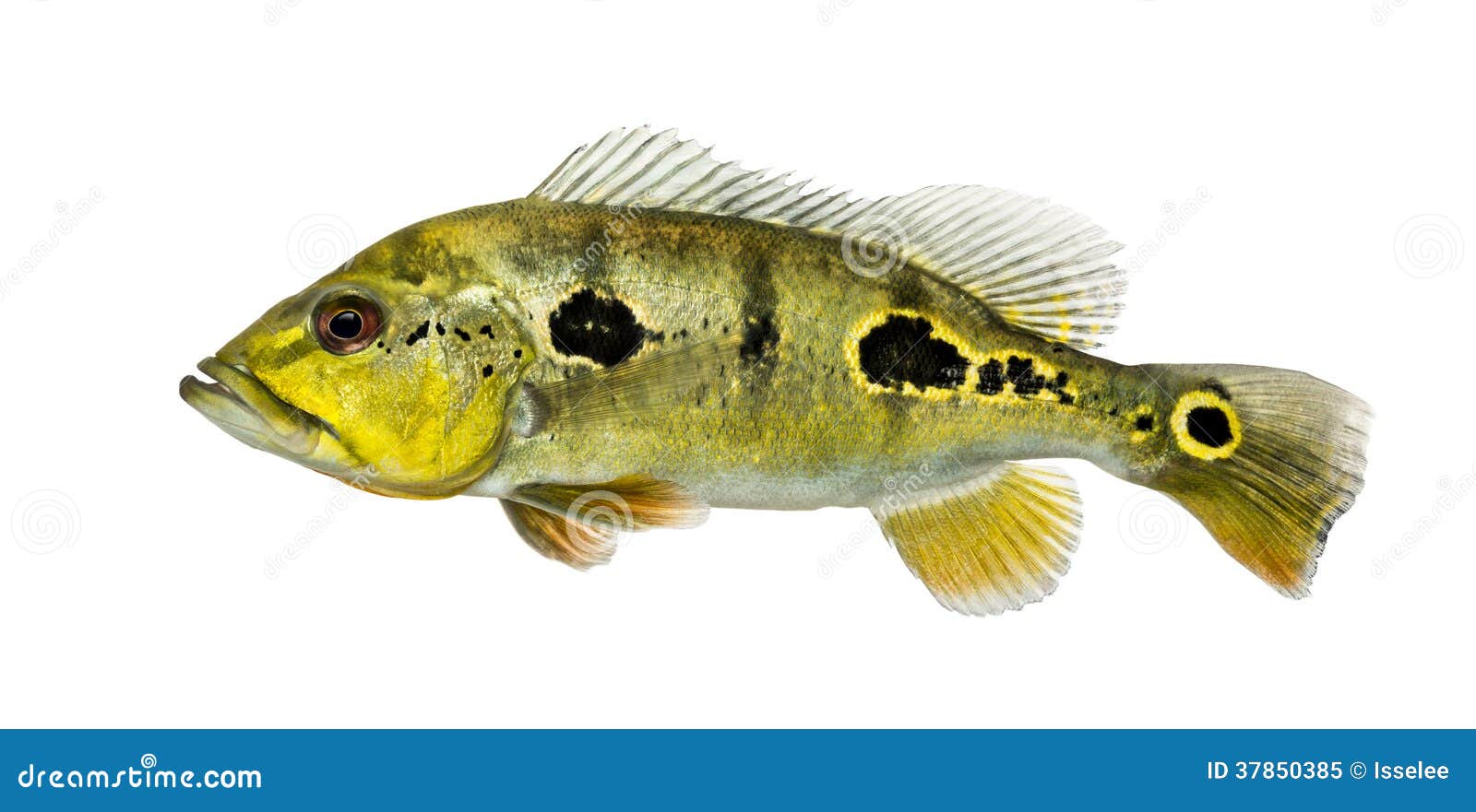 Side View of a Fresh Water Aquarium Fish Stock Image - Image of open ...