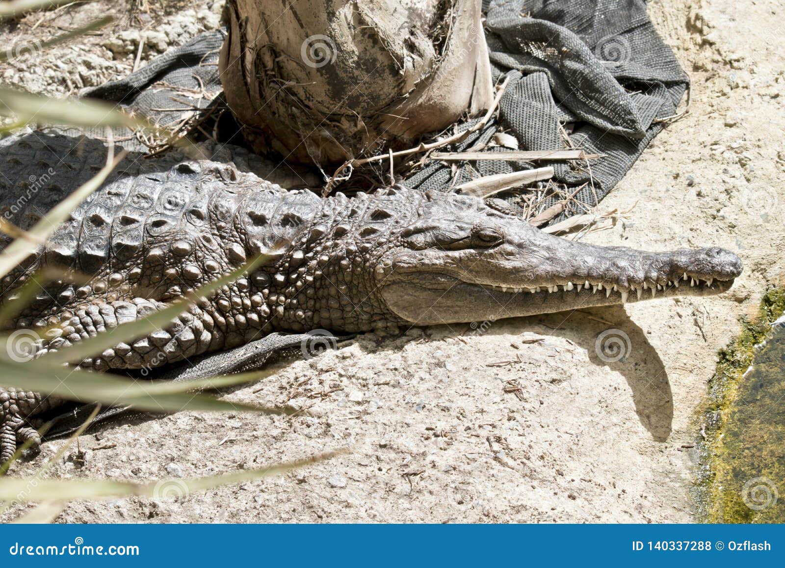 Fresh water crocodile stock photo. Image of australia - 140337288