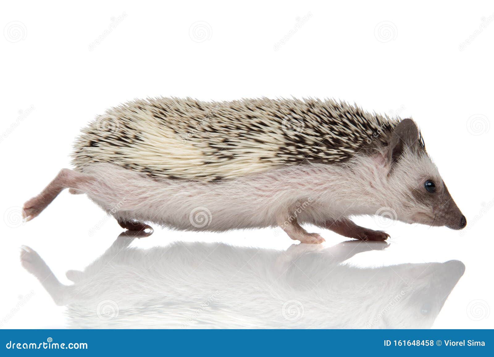 Top View Of A Hedgehog Slice Or Kalter Hund Cake Royalty-Free Stock ...