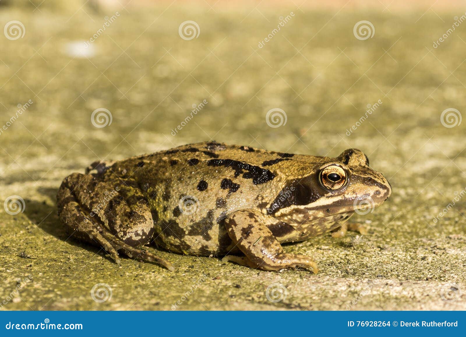 Side View of Frog stock photo. Image of nature, slimy - 76928264