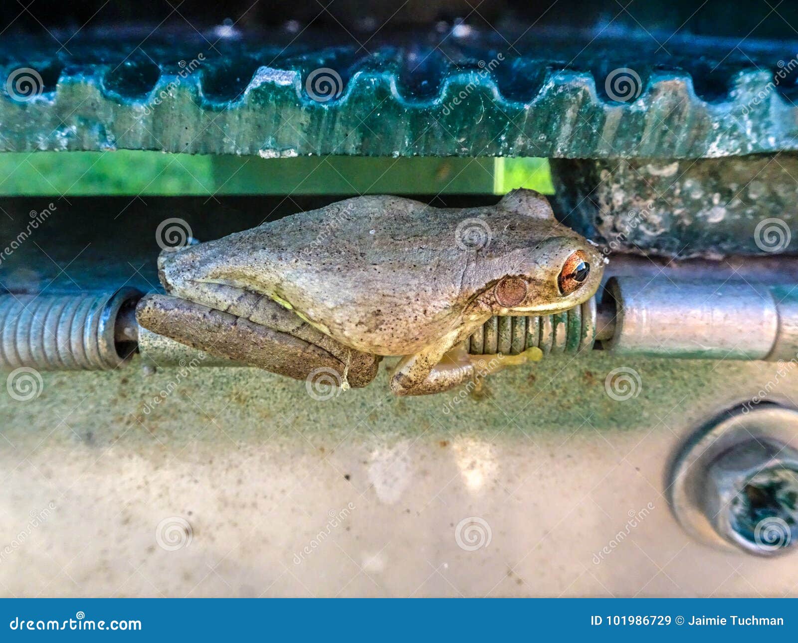 Side view of a frog stock image. Image of amphibians - 101986729