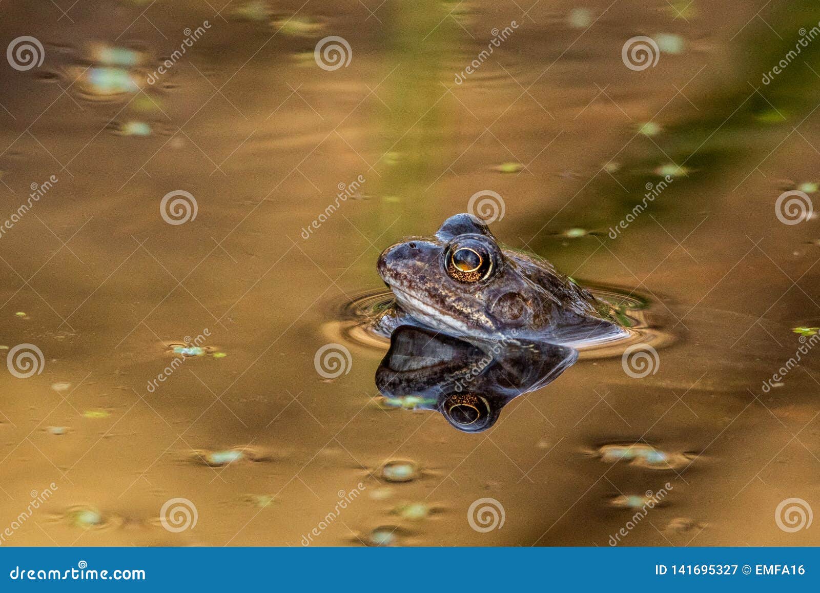 Side View of Frog`s Head Reflected in the Water Stock Image - Image of ...