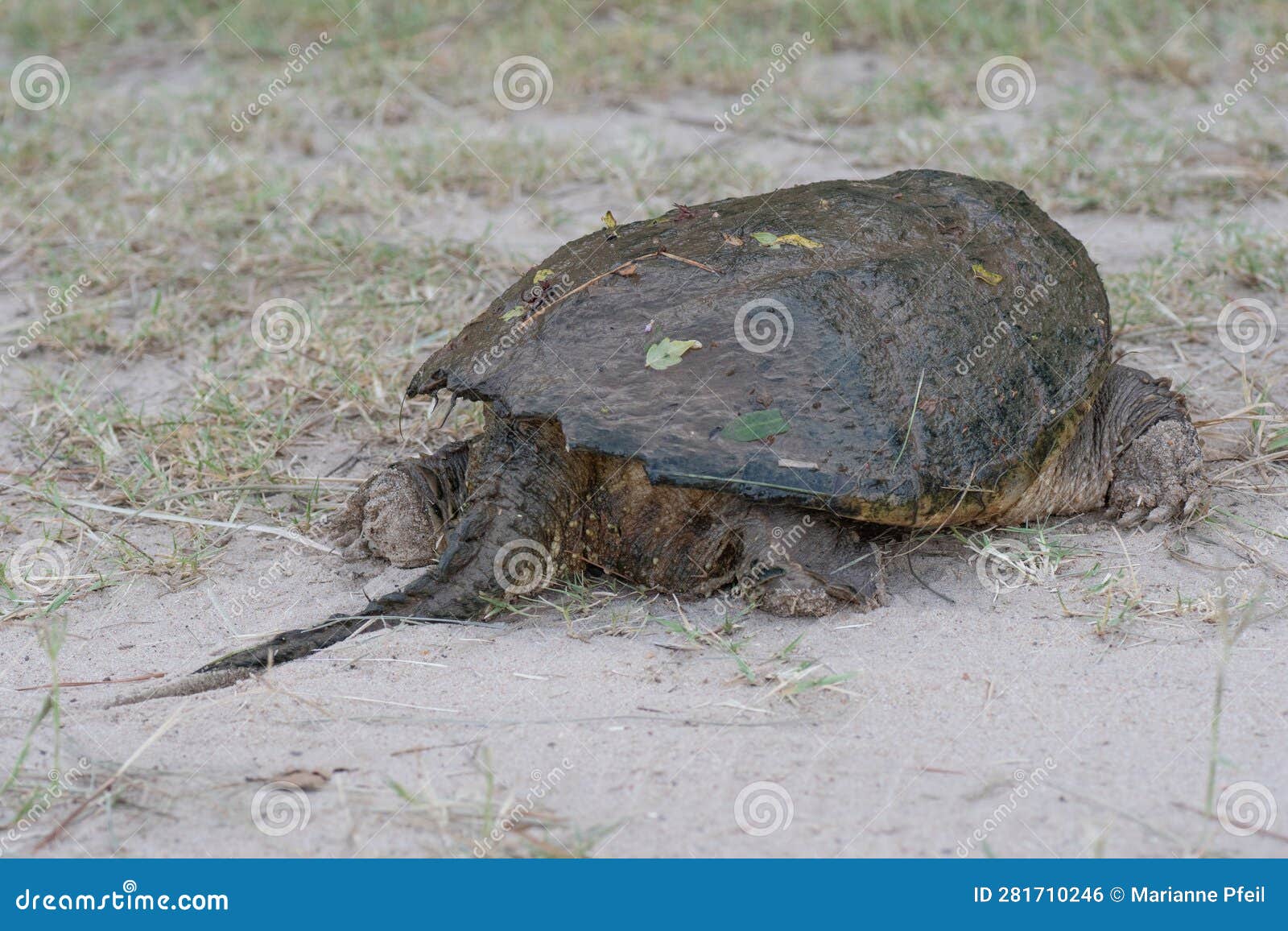 A Relaxed Snapping Turtle on an Early June Morning in East Texas Stock ...