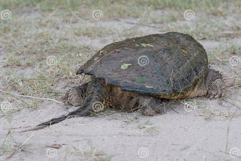 A Relaxed Snapping Turtle on an Early June Morning in East Texas Stock ...
