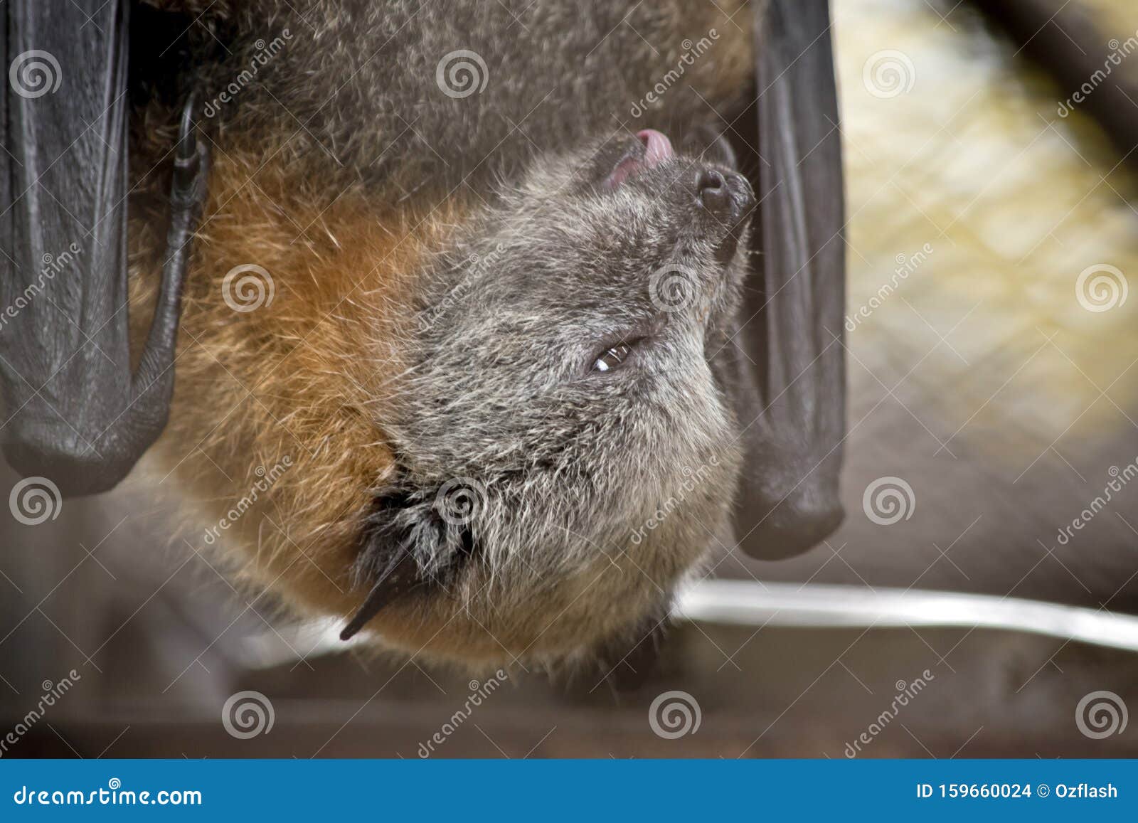 This is a Close Up of a Fruit Bat Stock Photo - Image of insectivore ...