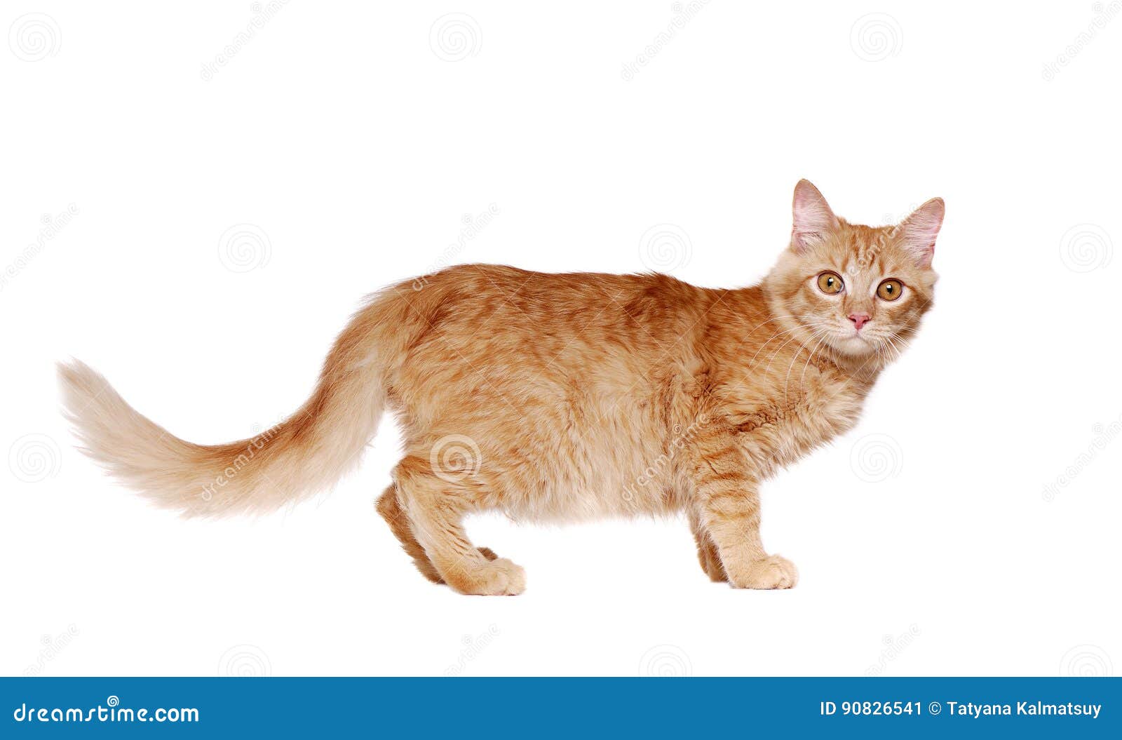 Side View Full Length Portrait of a Ginger Cat Stock Image - Image of ...