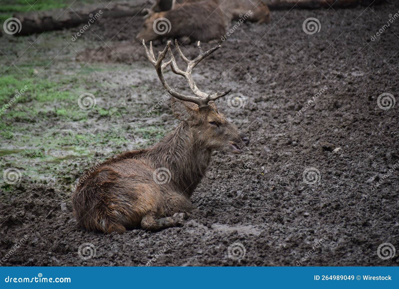 Side View of Furry Stag Peacefully Laying on the Ground Stock Image ...