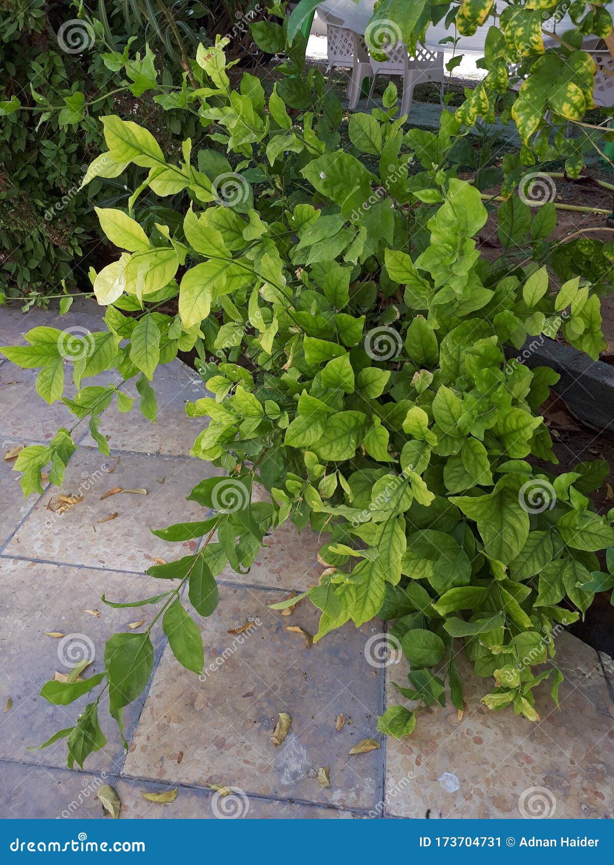 Side view of garden stock image. Image of garden, greenery - 173704731
