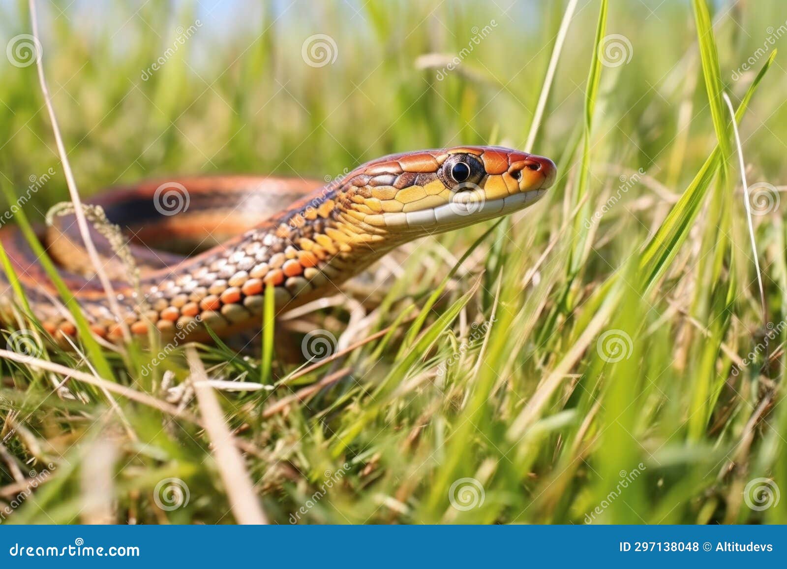 Side View of Garter Snake Slithering through Grass Stock Photo - Image ...