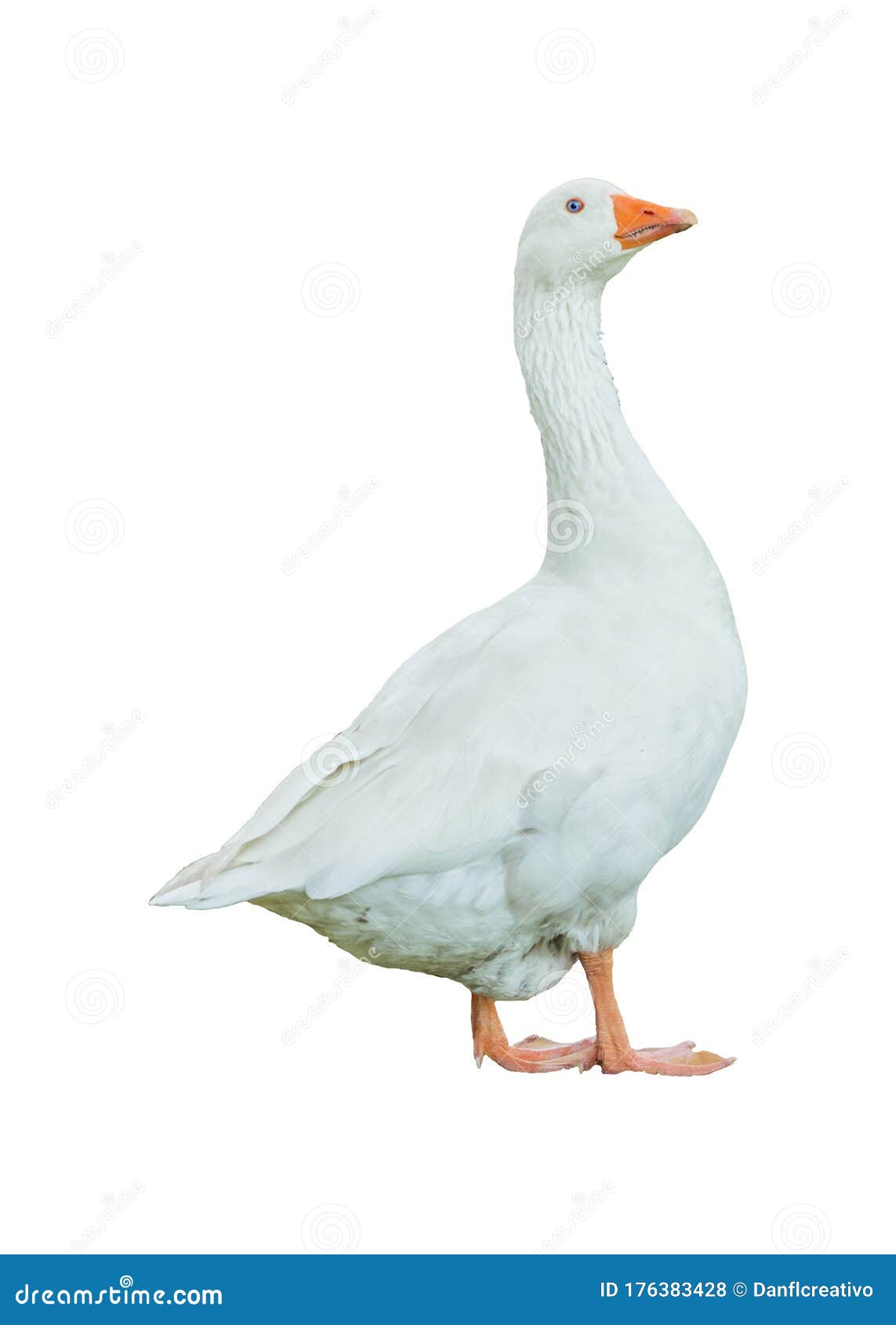Side View Geese Isolated Photo Stock Photo - Image of bird, isolated ...
