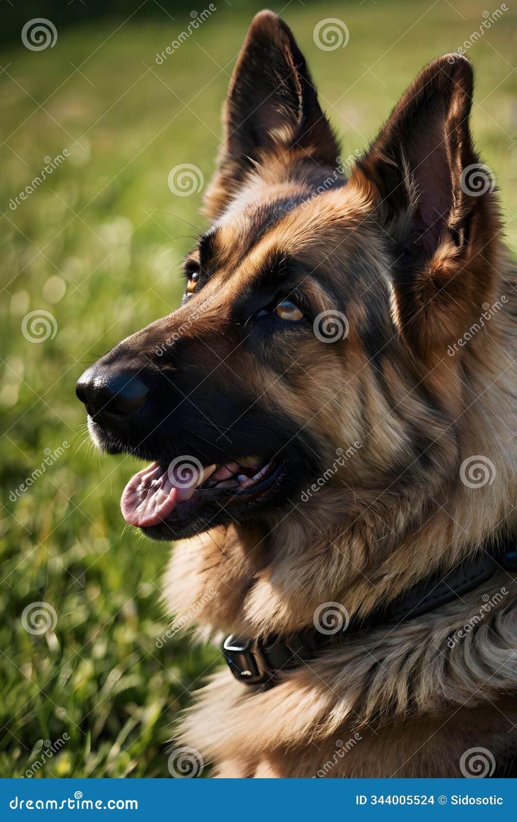 Side View of German Shepherd Stock Illustration - Illustration of shot ...