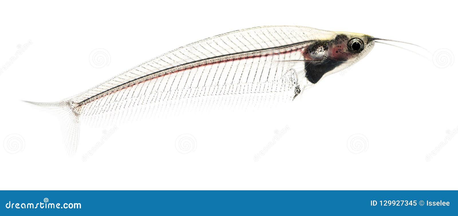 Side View of a Ghost Catfish, Kryptopterus Minor Stock Image - Image of ...