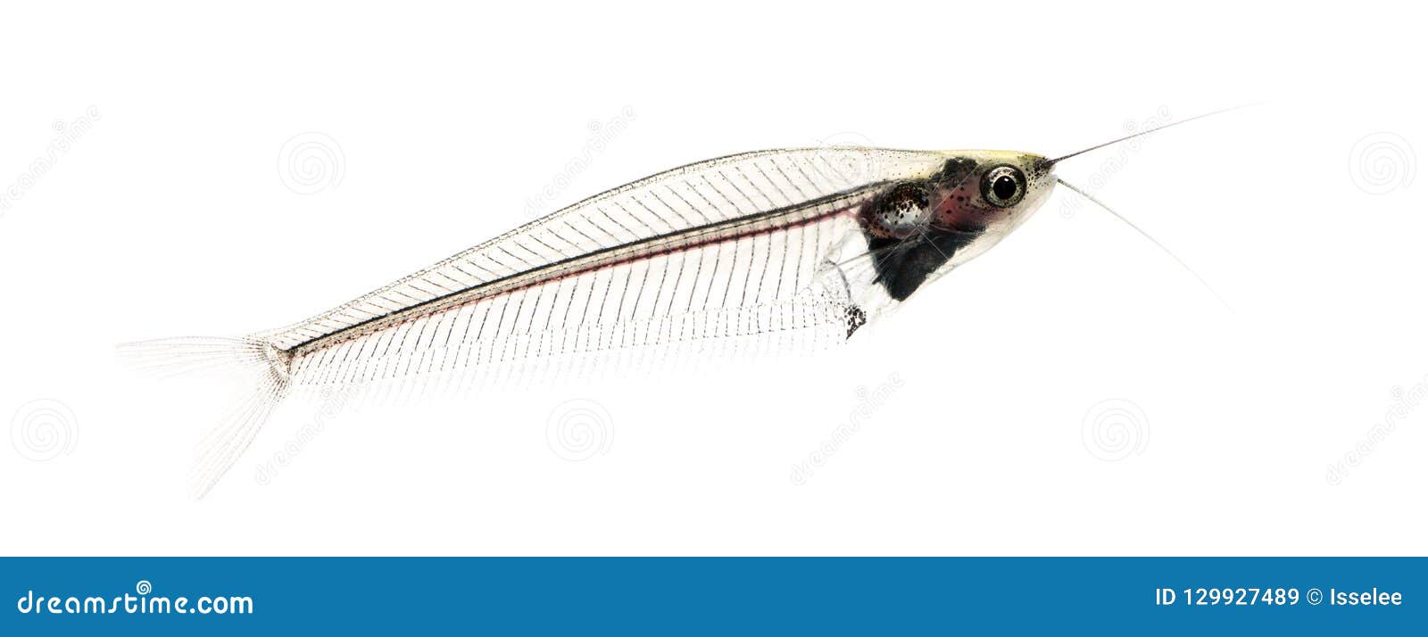 Side View of a Ghost Catfish, Kryptopterus Minor Stock Image - Image of ...