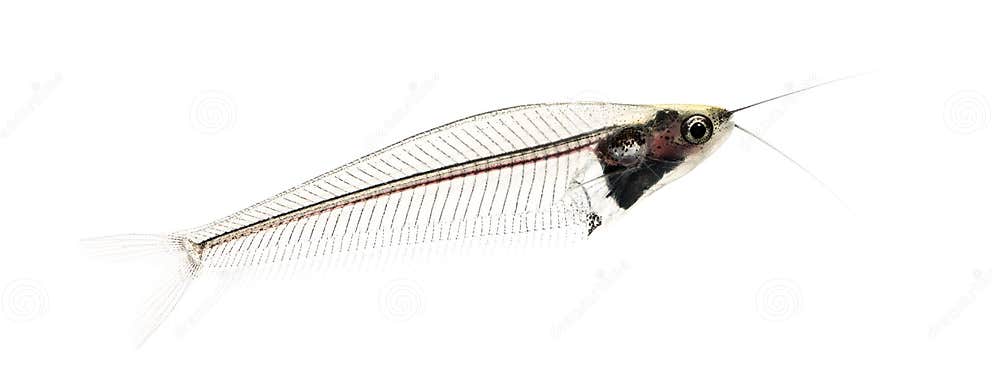 Side View of a Ghost Catfish, Kryptopterus Minor Stock Image - Image of ...