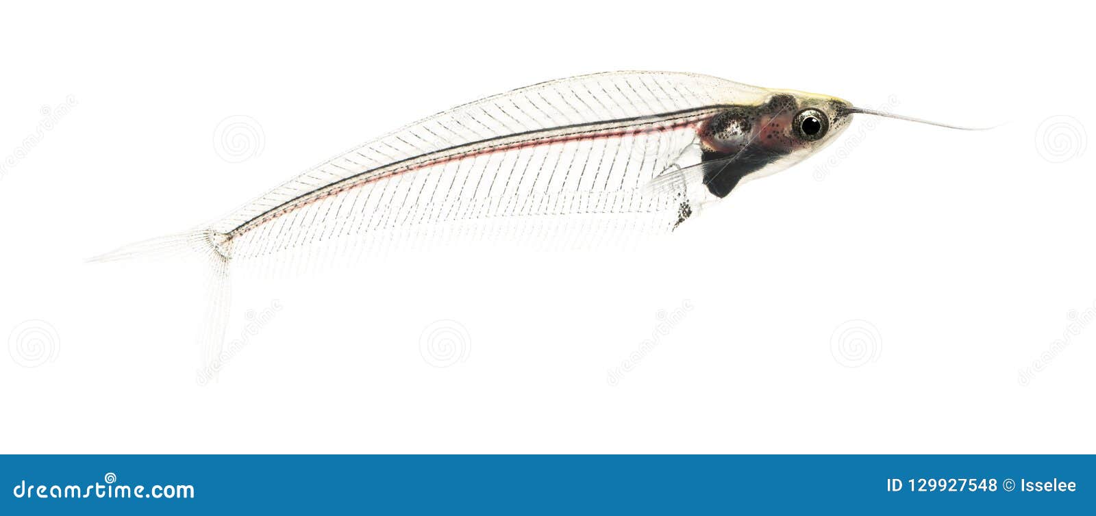 Side View of a Ghost Catfish, Kryptopterus Minor Stock Photo - Image of ...