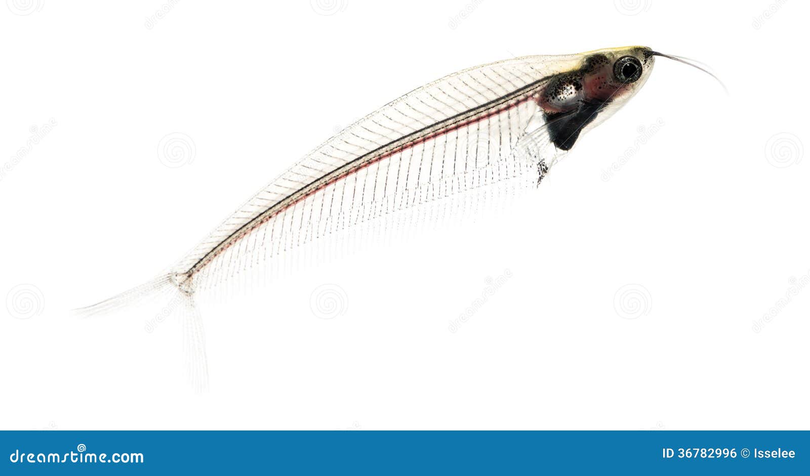 Side View of a Ghost Catfish, Kryptopterus Minor Stock Photo - Image of ...